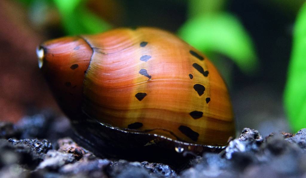 Red Spotted Snail - Neritina sp. - Aqua Natura