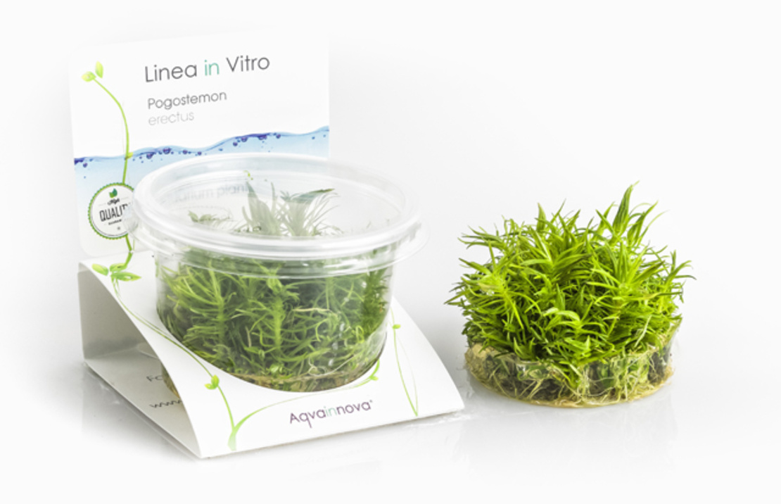 Pogostemon Erectus - Aqua Natura