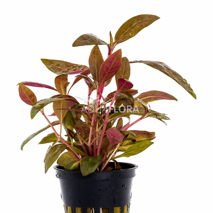 Alternanthera reineckii 'Rosaefolia' - Aqua Natura