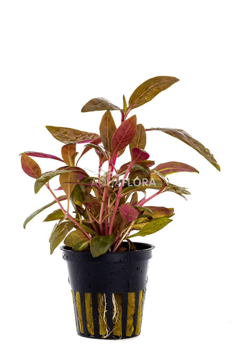 Alternanthera reineckii 'Rosaefolia' - Aqua Natura