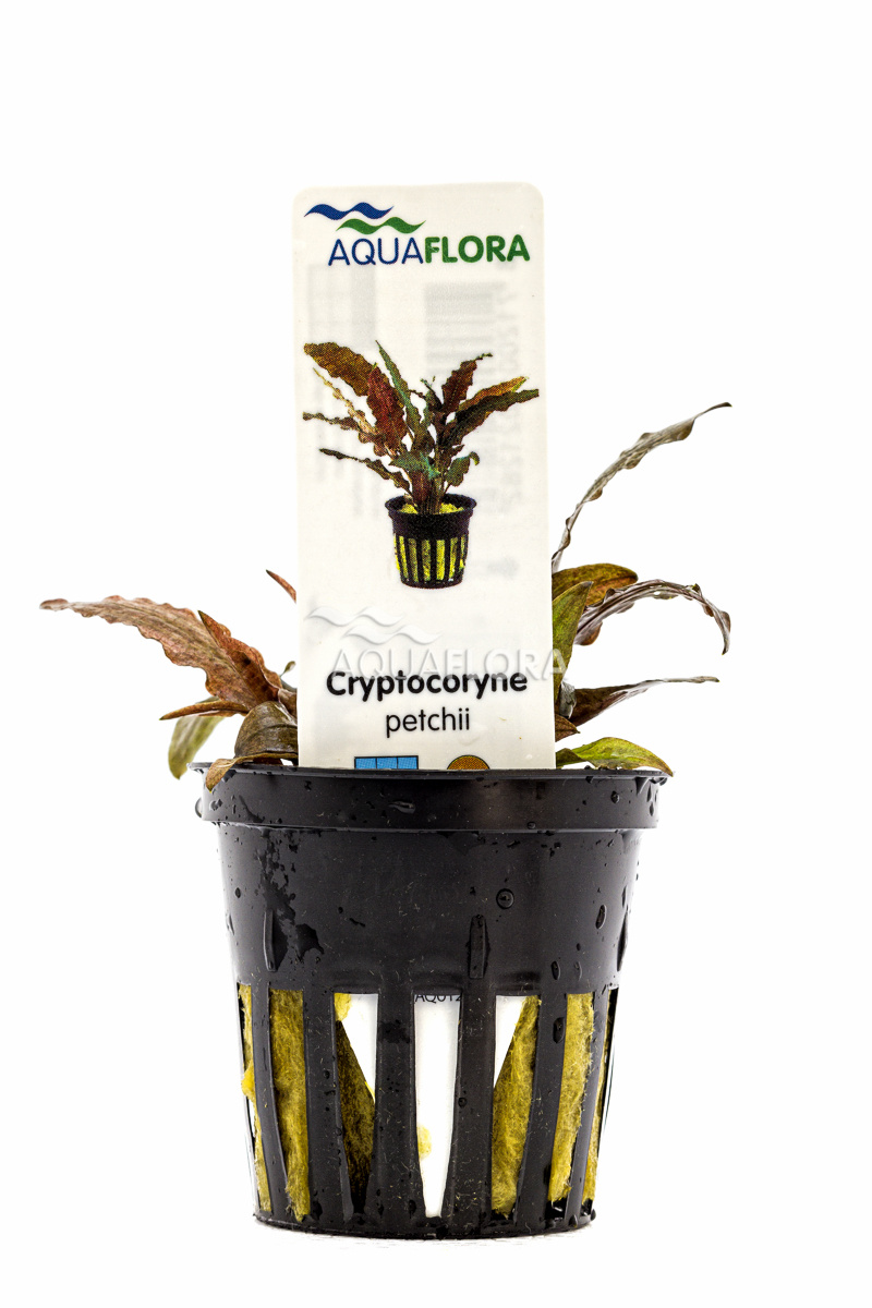 Cryptocoryne Petchii "Pink" - Aqua Natura