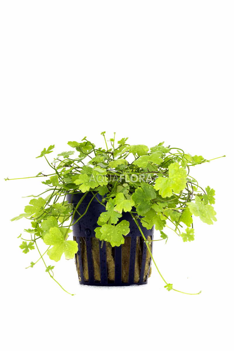 Hydrocotyle Tripartita 'Japan' - Aqua Natura