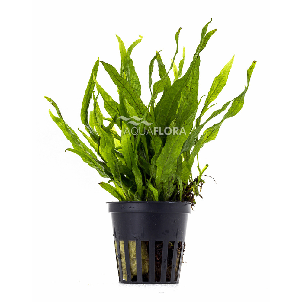 Microsorum Pteropus 'Mini' - Aqua Natura