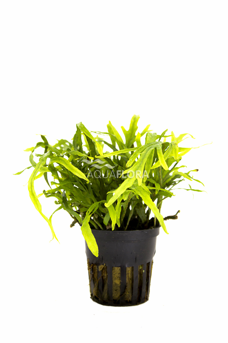 Microsorum pteropus 'Trident' - Aqua Natura