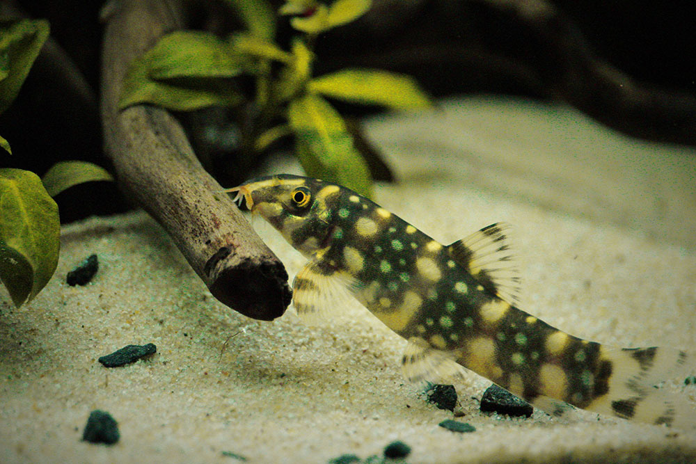 Botia sp. Polkadot - Botia Kubotai - Aqua Natura