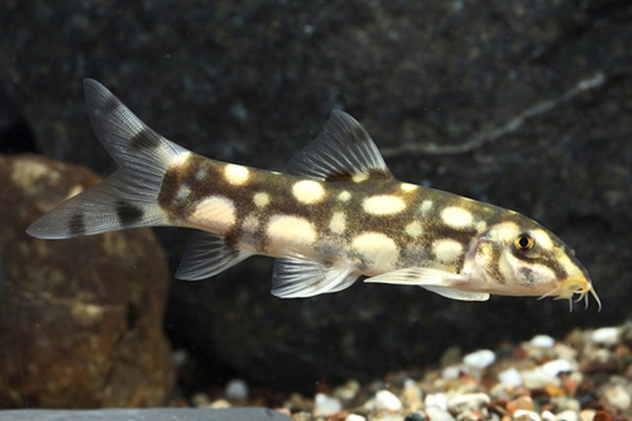 Botia sp. Polkadot - Botia Kubotai - Aqua Natura