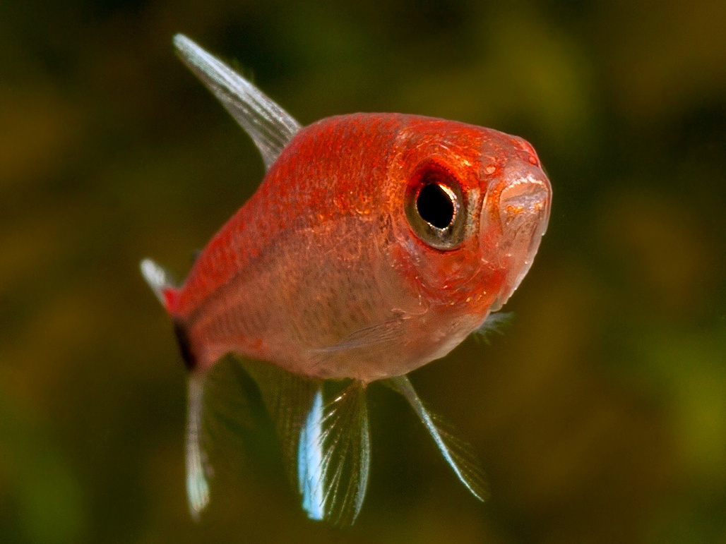 Axelrodia Riesei - Aqua Natura