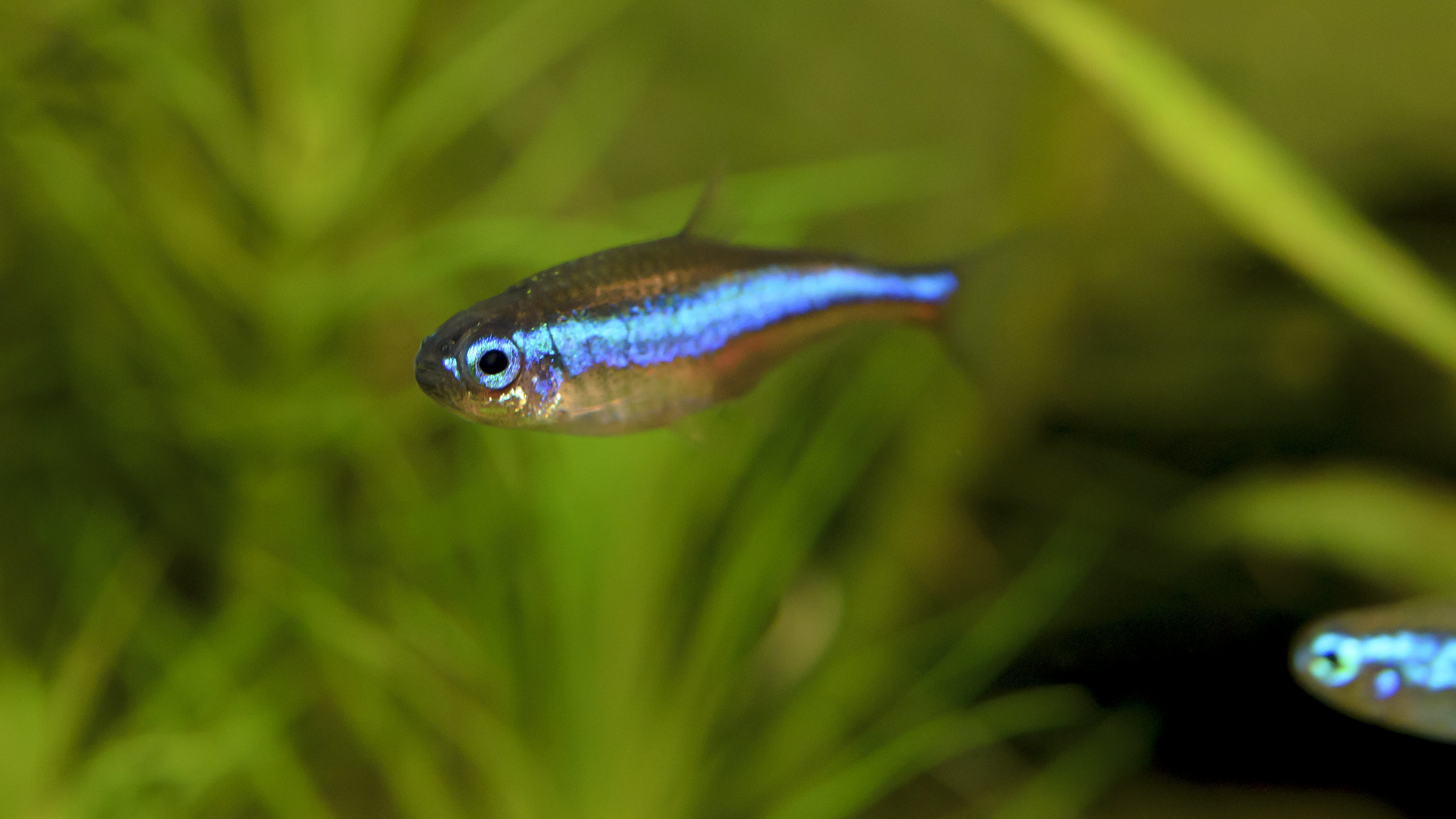 Blauwe Neon - Paracheirodon Simulans - Aqua Natura