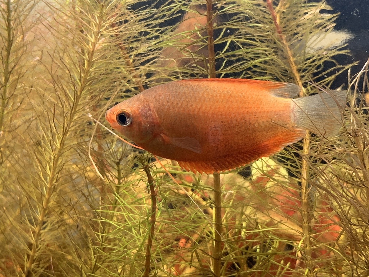 Diklip Gourami Oranje - Trichogaster Labiosa Orange - Aqua Natura