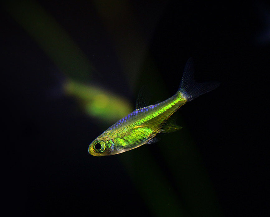 Rasbora Kubotai - Aqua Natura