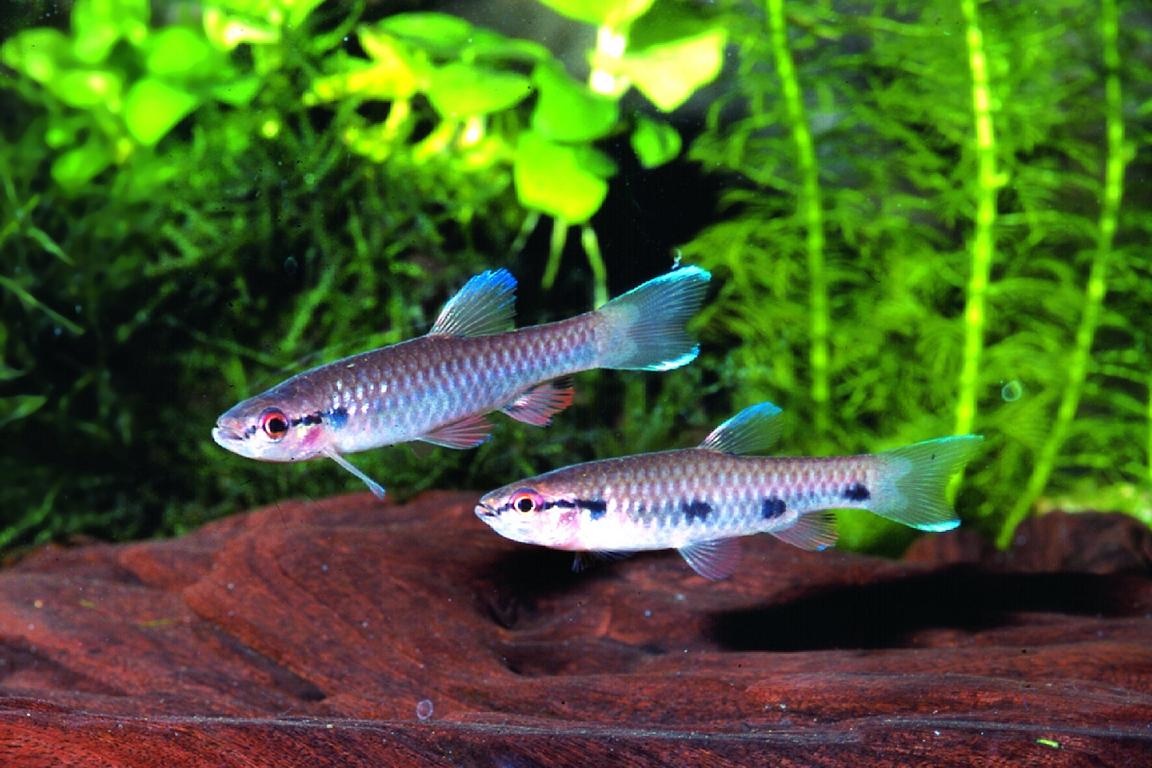 Pyrrhulina Spilota - Aqua Natura