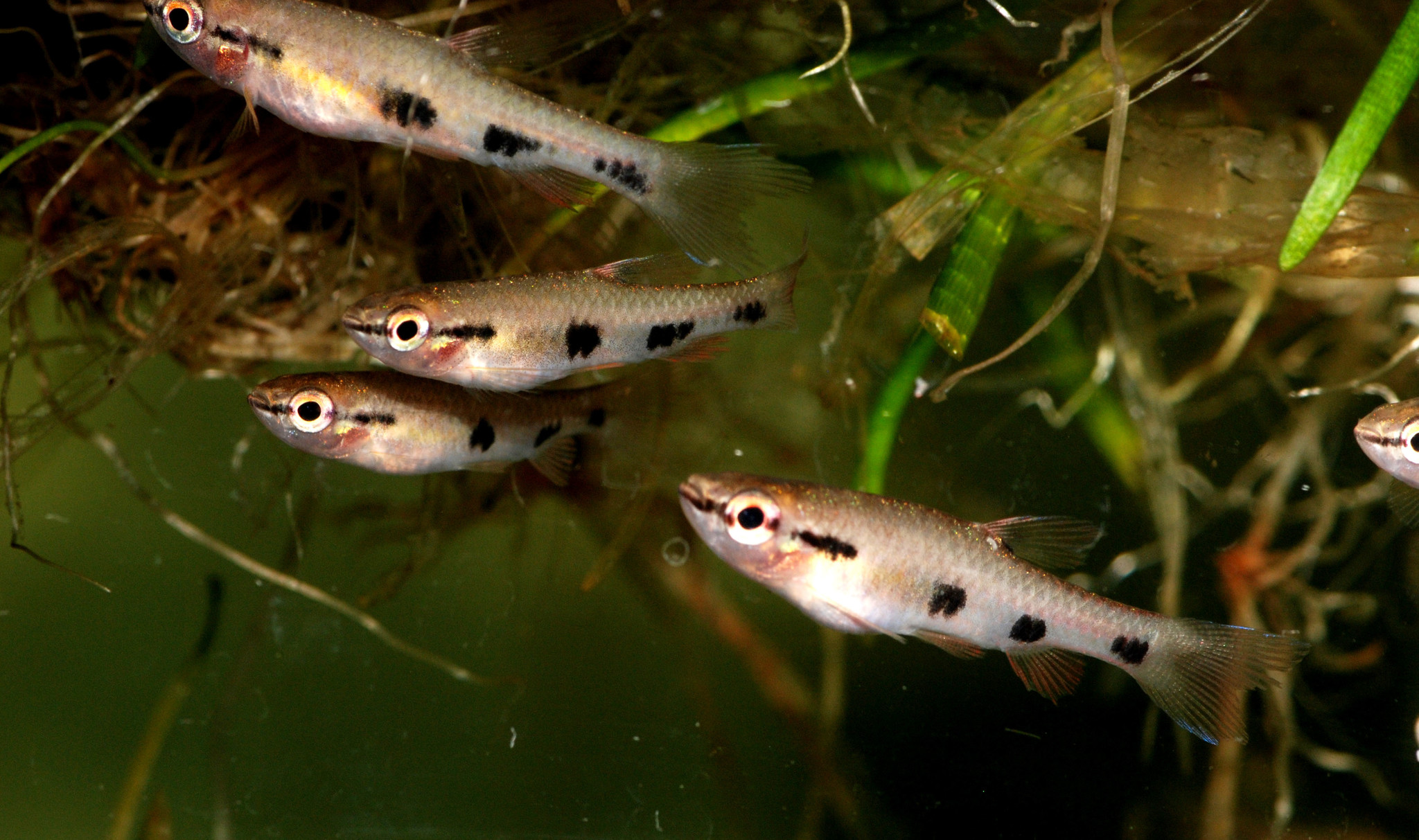 Pyrrhulina Spilota - Aqua Natura