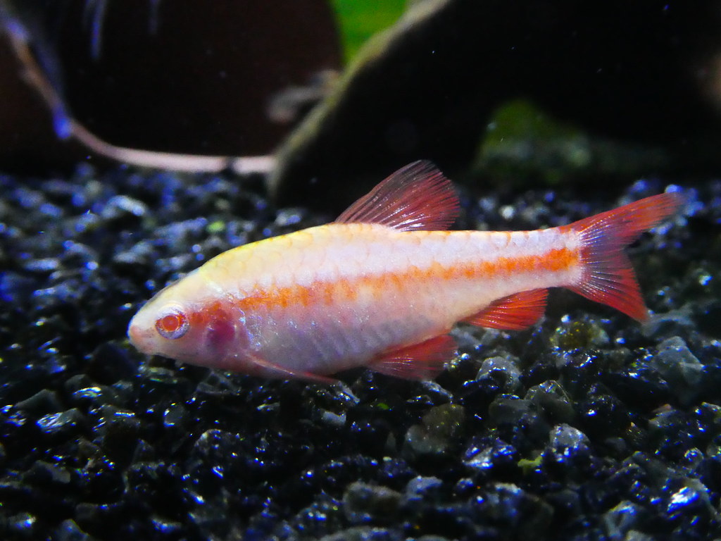 Cherry Barbeel Goud - Barbus Titteya - Aqua Natura