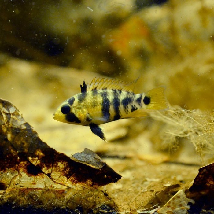 Apistogramma Baesti Inca - Aqua Natura