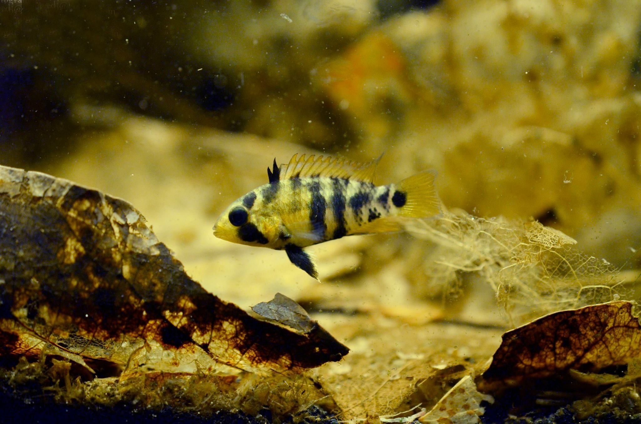 Apistogramma Baesti Inca - Aqua Natura