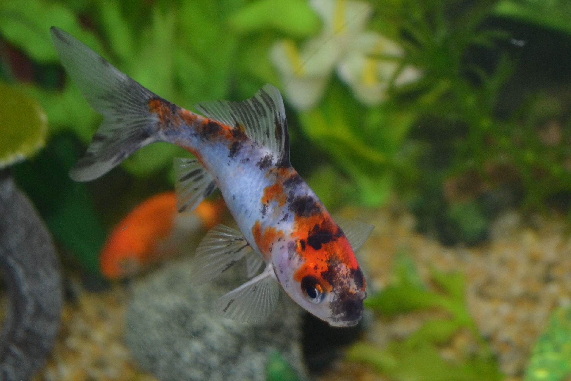 Shubunkin - Carassius Auratus - Aqua Natura