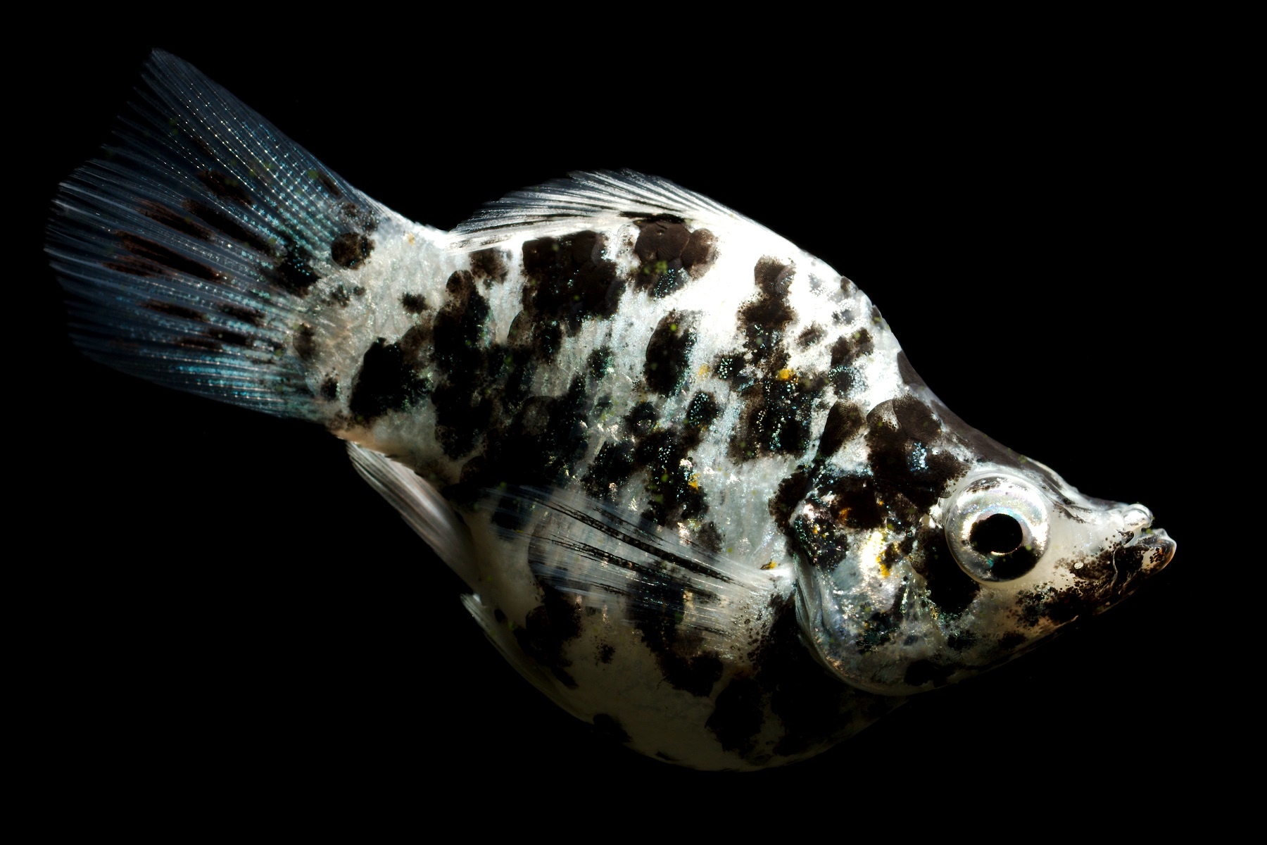 Ballon Molly Dalmatier - Poecilia Sphenops - Aqua Natura