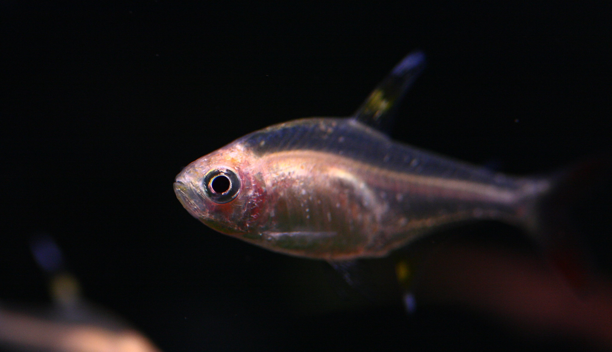 Pristella Tetra - Pristella Riddlei - Goud - Aqua Natura