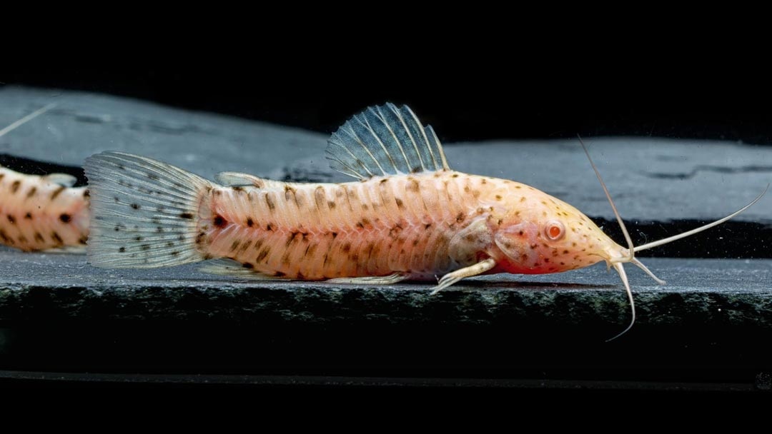 Kwi Kwi (Albino) - Hoplosternum Thoracatum albino - Aqua Natura