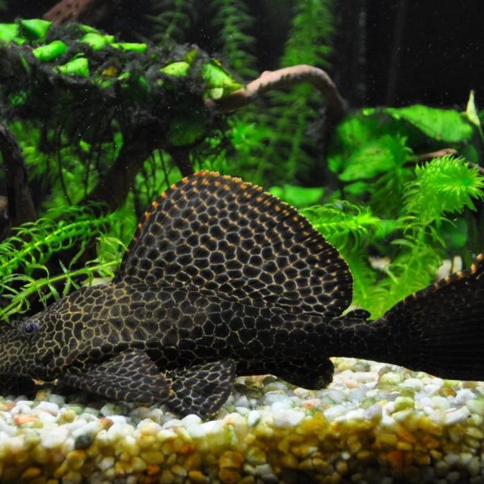 Zeilvin Pleco - Glyptoperichthys Gibbiceps - Aqua Natura