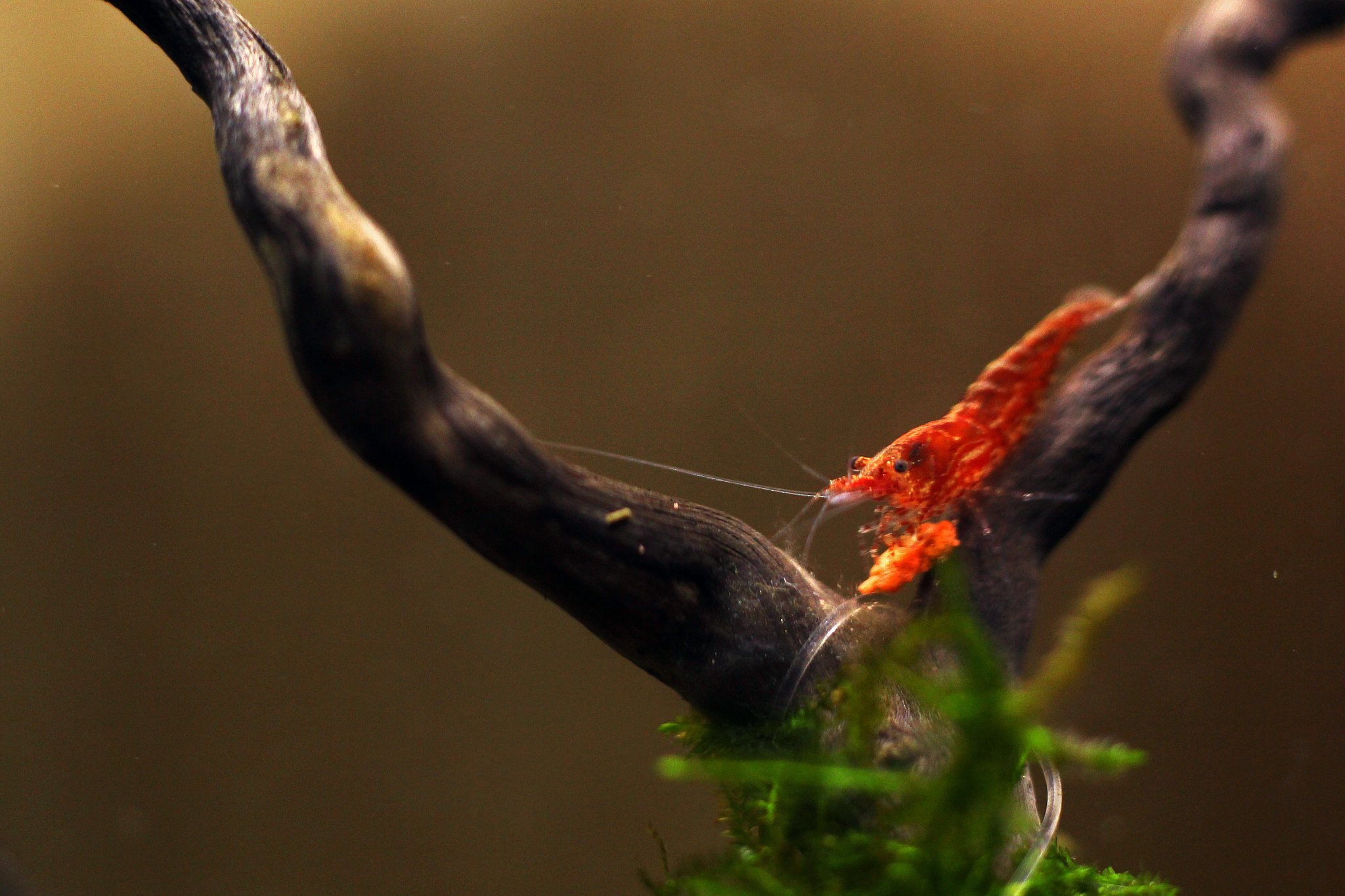 Vuurgarnaal - Neocaridina Davidi sp. Red - Aqua Natura