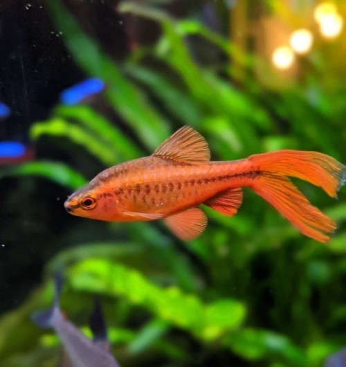 Cherry Barbeel Sluier - Barbus Titteya - Aqua Natura