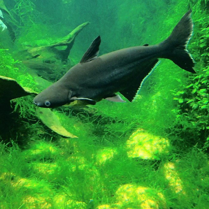 Blauwe Haai - Pangasius Hypophthalmus - Aqua Natura