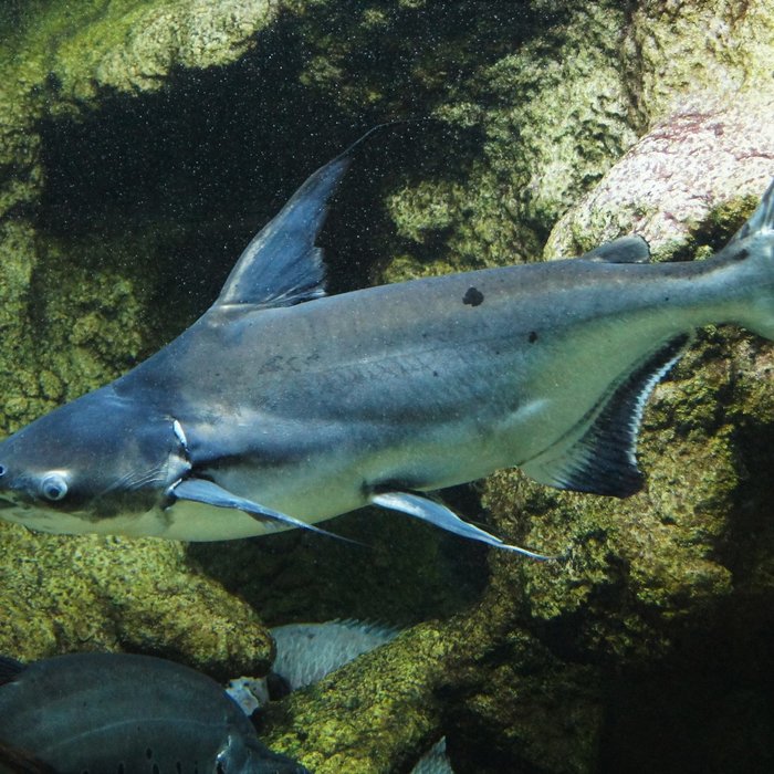 Blauwe Haai - Pangasius Hypophthalmus - Aqua Natura