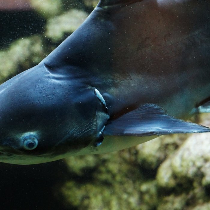 Blauwe Haai - Pangasius Hypophthalmus - Aqua Natura