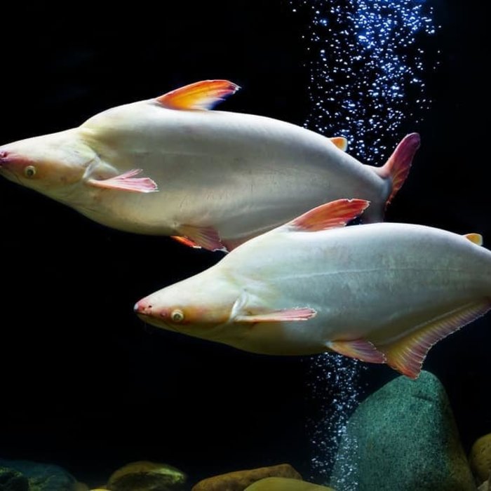 Blauwe Haai (Albino) - Pangasius Hypophthalmus - Aqua Natura
