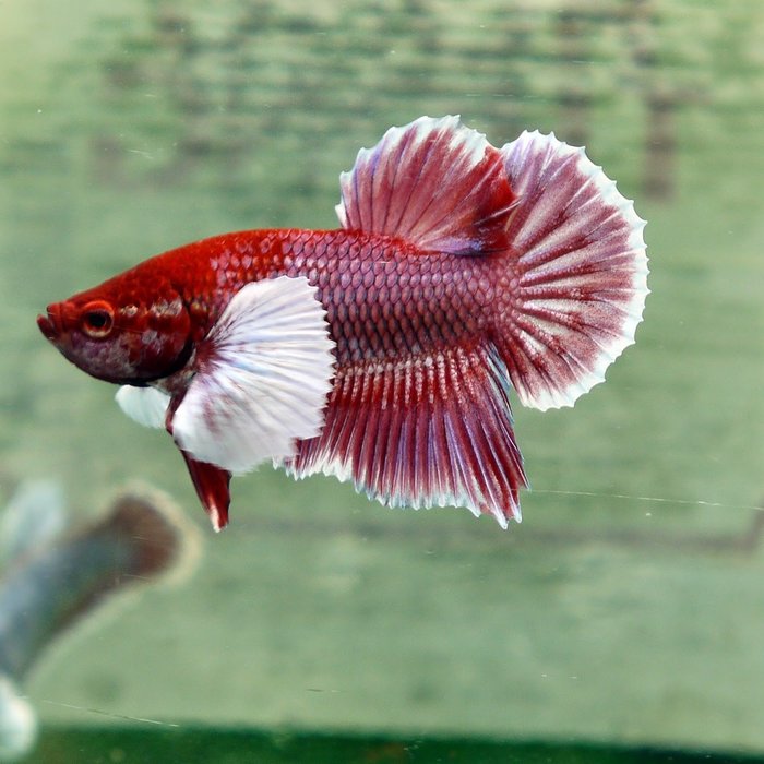 Elephant Ear Betta Man - Betta Splendens - Aqua Natura