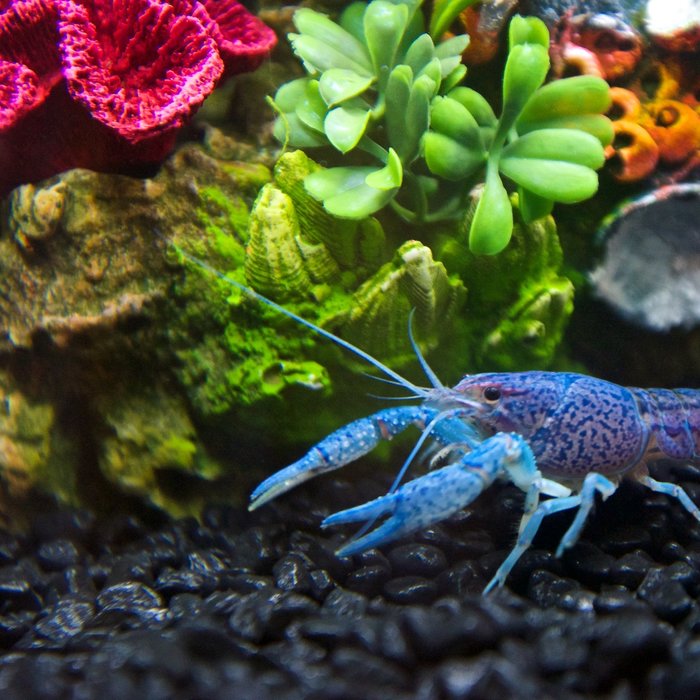 Florida Kreeft Blauw - Procambarus alleni var. blue - Aqua Natura