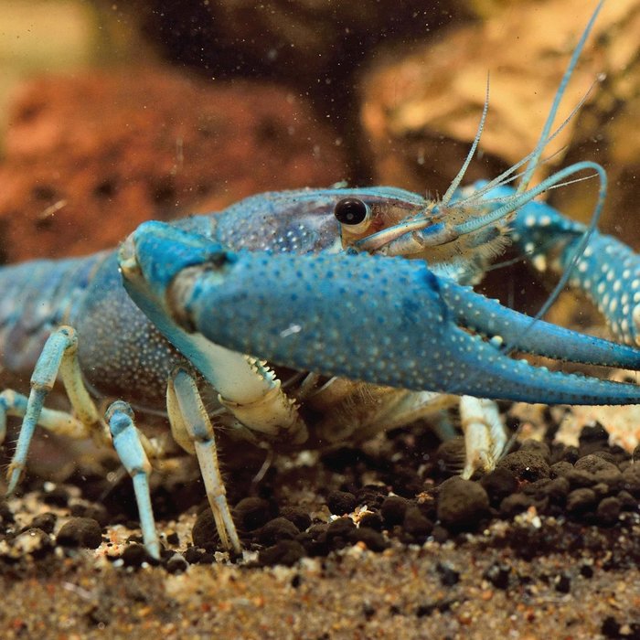 Florida Kreeft Blauw - Procambarus alleni var. blue - Aqua Natura
