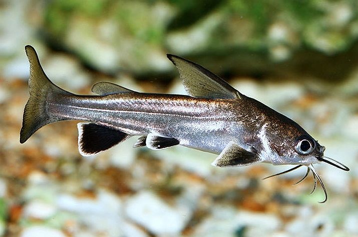 Colombia Mini Haai - Arius Jordani - Aqua Natura