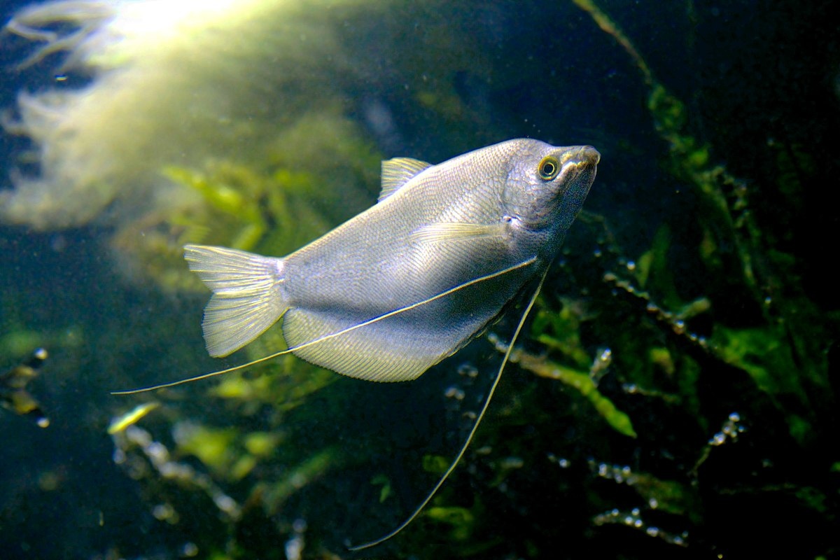 Zilver Gourami - Trichogaster Microlepis - Aqua Natura