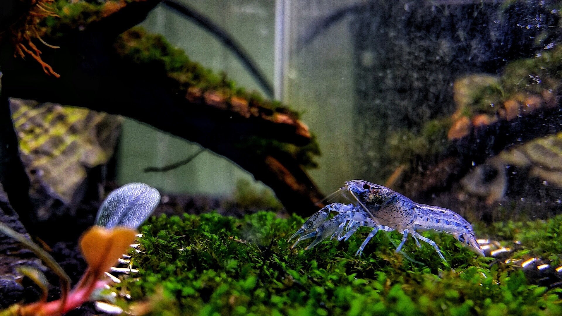 Dwergkreeft Blauw - Cambarellus Diminutus - Aqua Natura