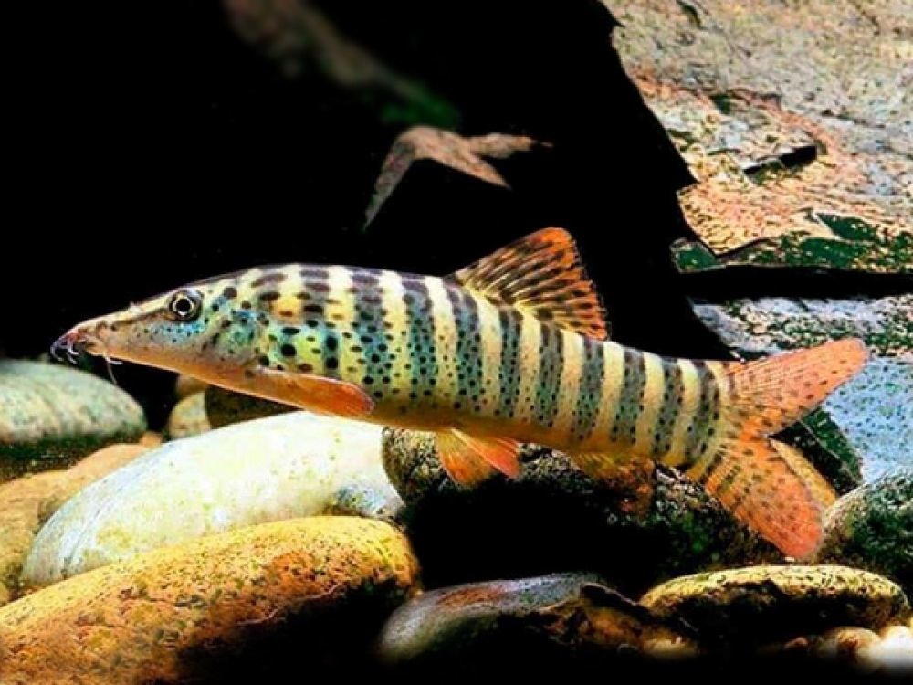Tijger Botia - Syncrossus Helodes - Aqua Natura