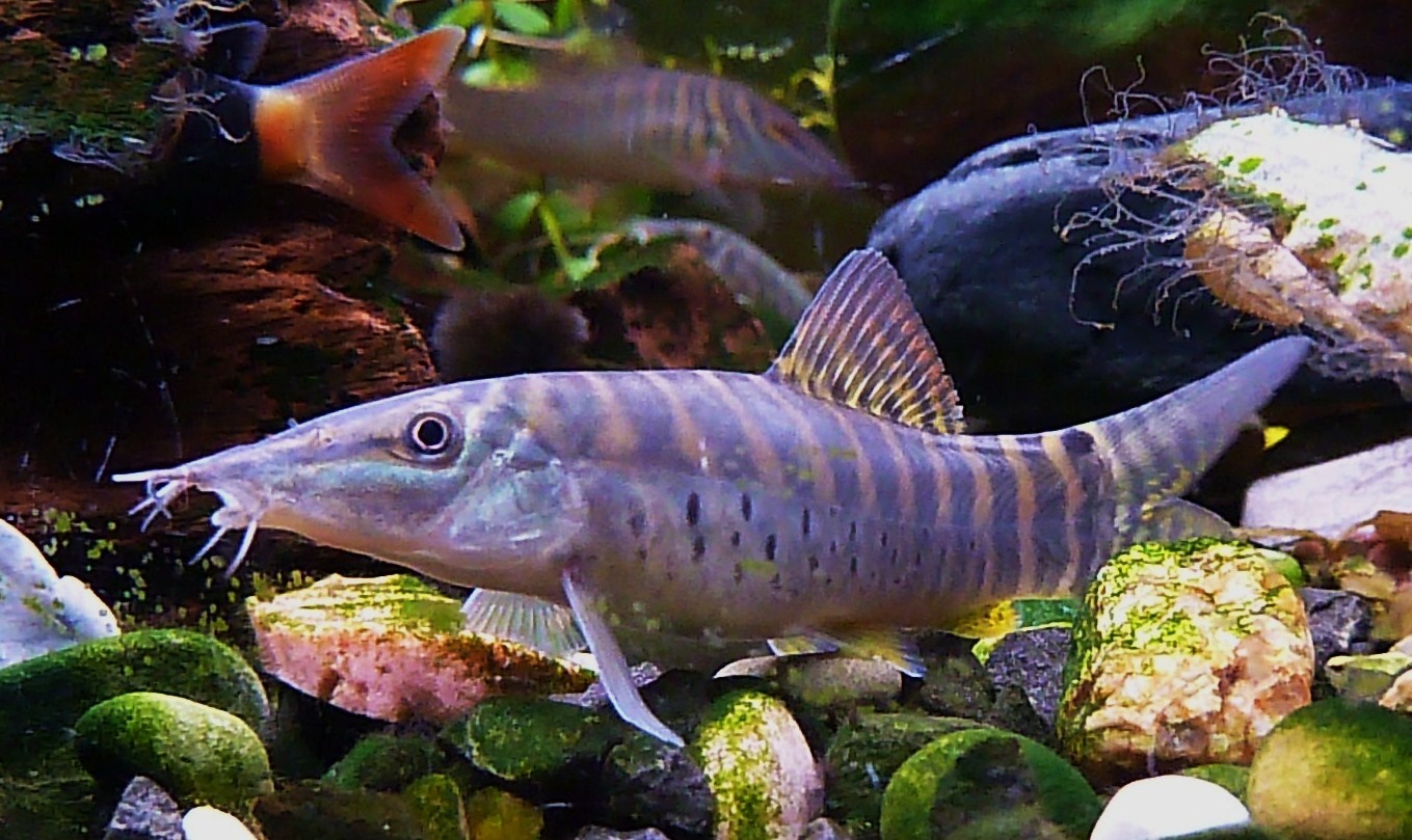 Tijger Botia - Syncrossus Helodes - Aqua Natura