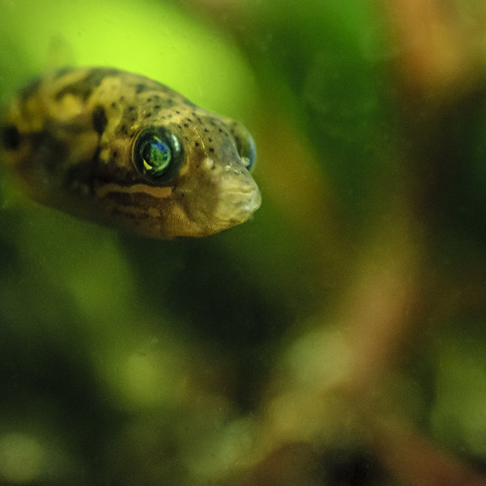 Dwergkogelvis - Tetraodon Travancoricus - Aqua Natura