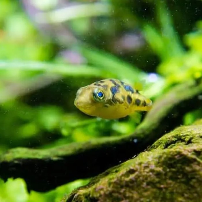 Dwergkogelvis - Tetraodon Travancoricus - Aqua Natura