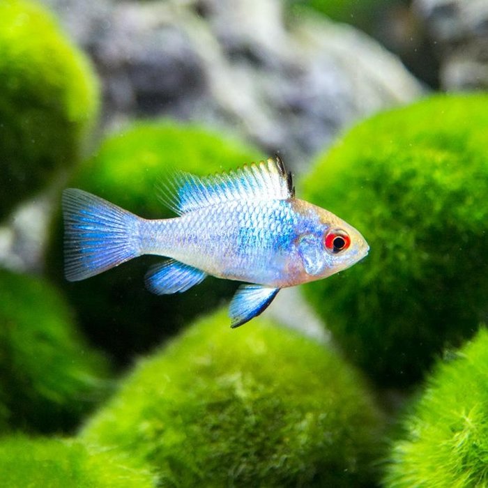 Apistogramma Ramirezi Electric Blue - Aqua Natura