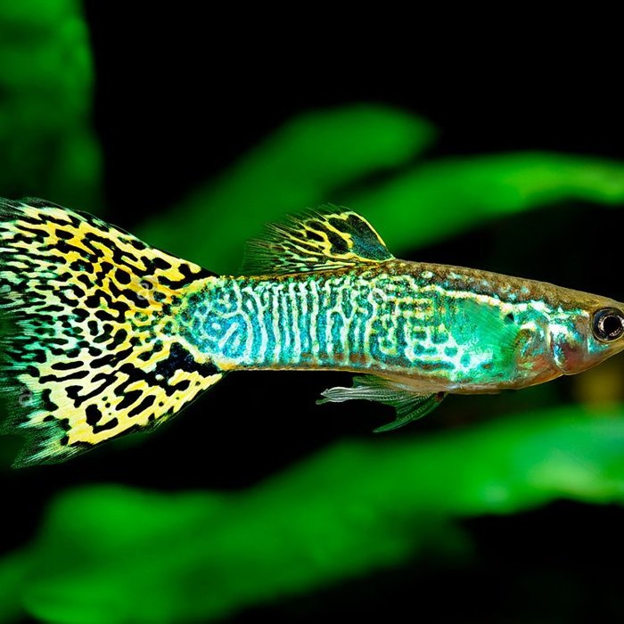Guppy Man - Green Cobra - Poecilia Reticulata - Aqua Natura