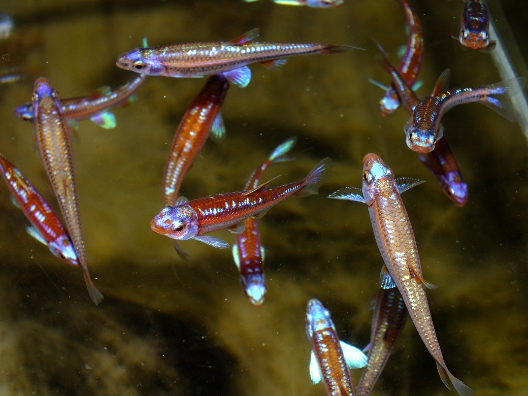 Rainbowshiner - Notropis Chrosomus - Aqua Natura