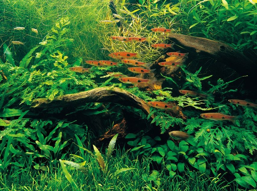 Clown Rasbora - Rasbora Kalochroma - Aqua Natura