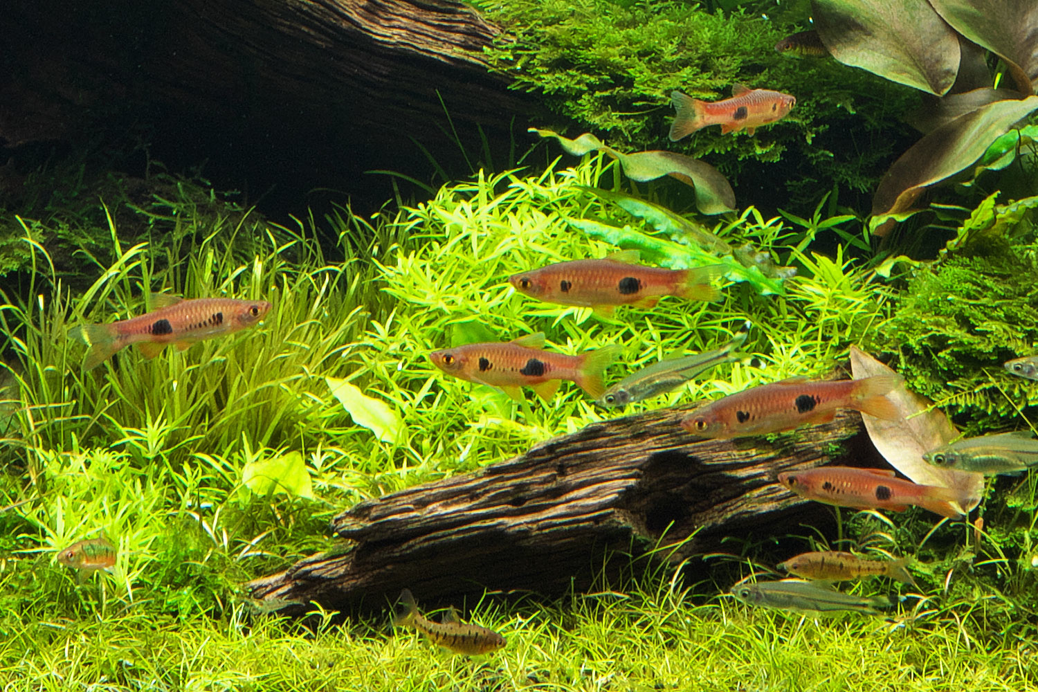 Clown Rasbora - Rasbora Kalochroma - Aqua Natura