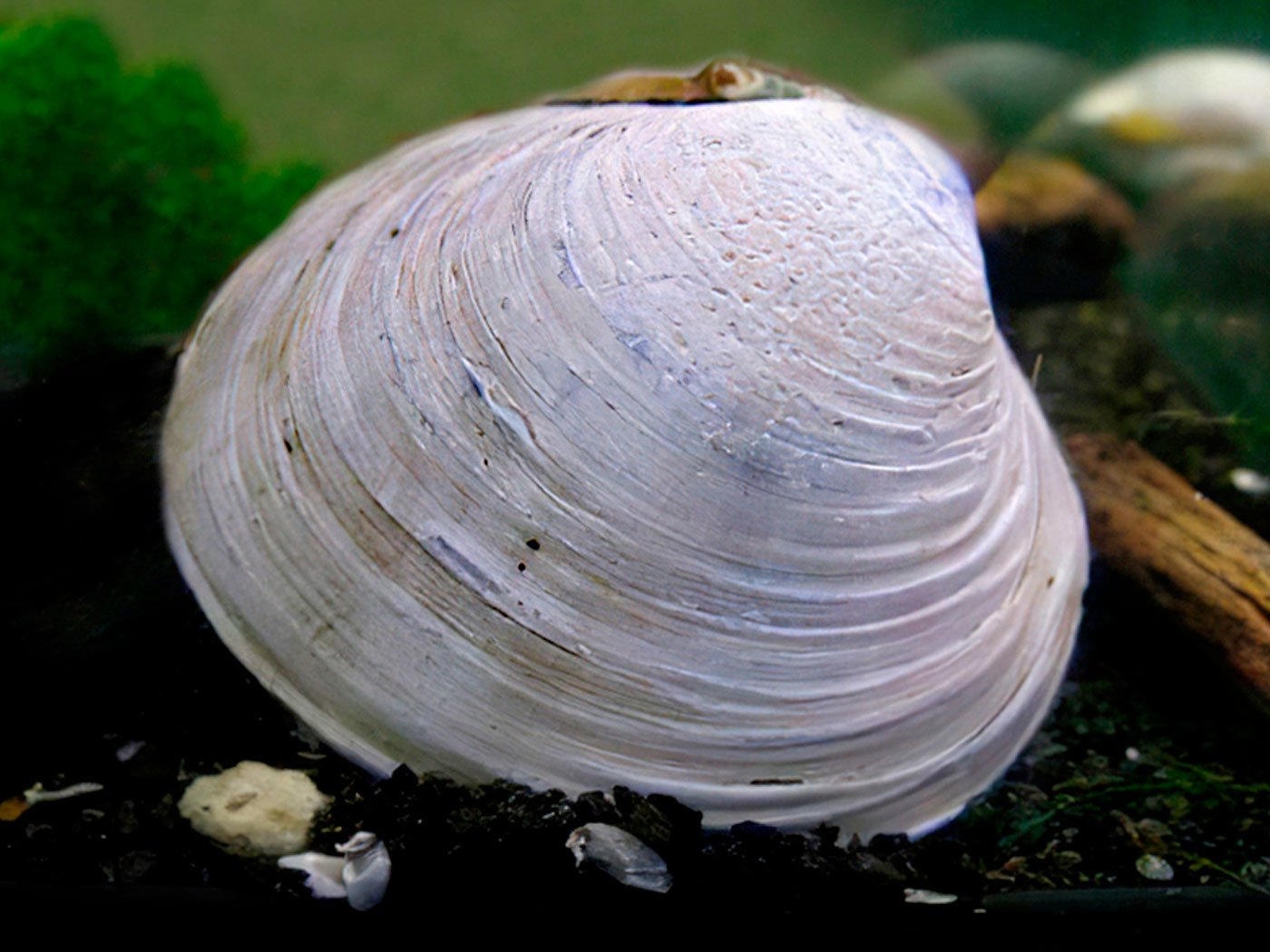 Snow White Mossel - Bivalvia sp. - Aqua Natura