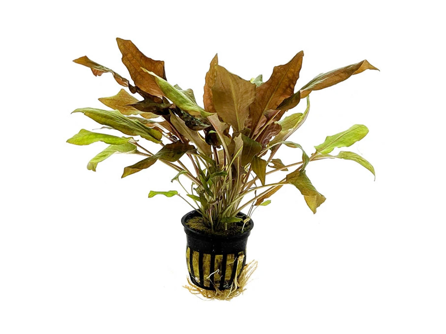 Cryptocoryne Wendtii 'Red' - Aqua Natura