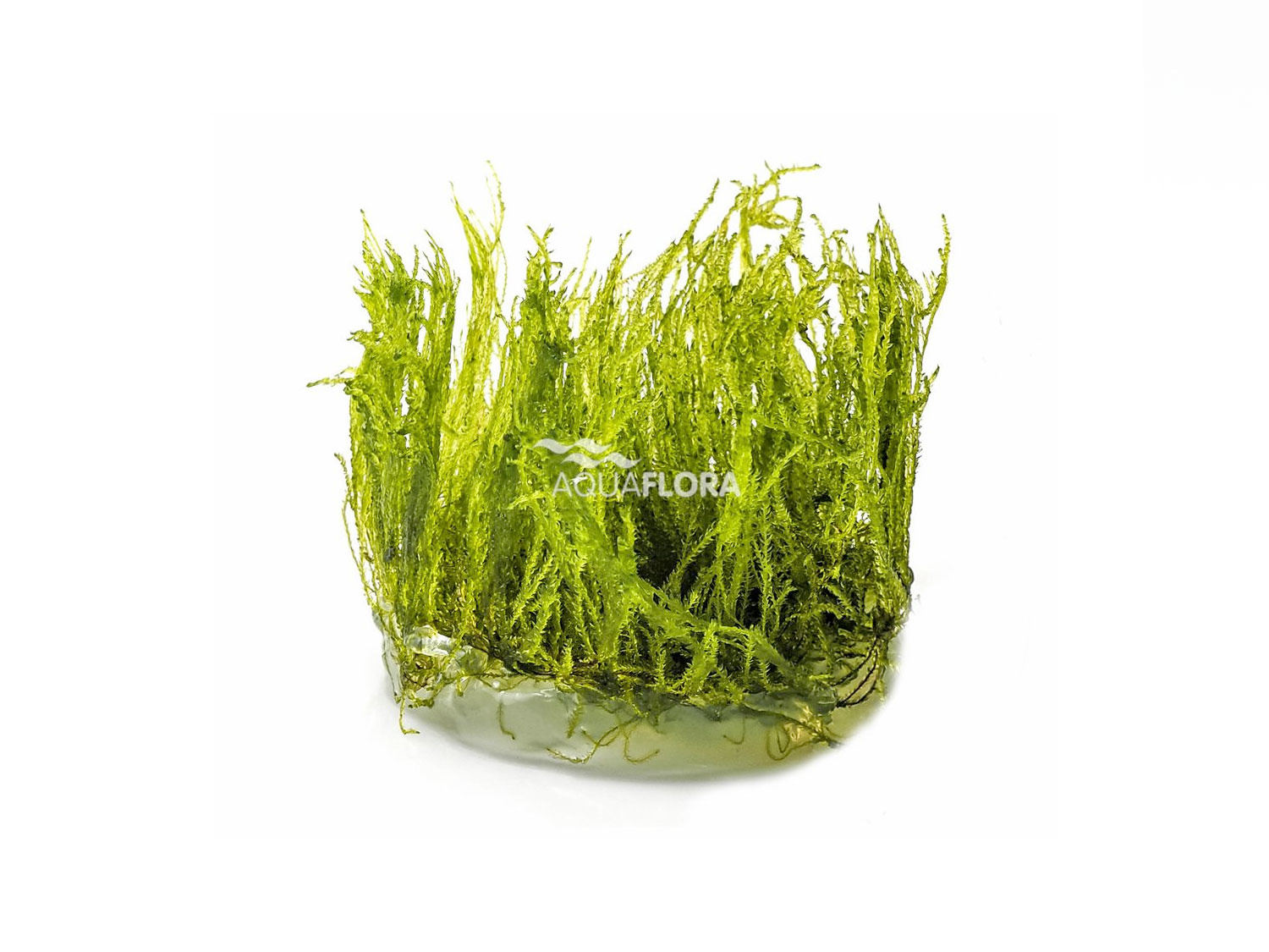 Taxiphyllum Alternans 'Taiwan Moss' - Aqua Natura