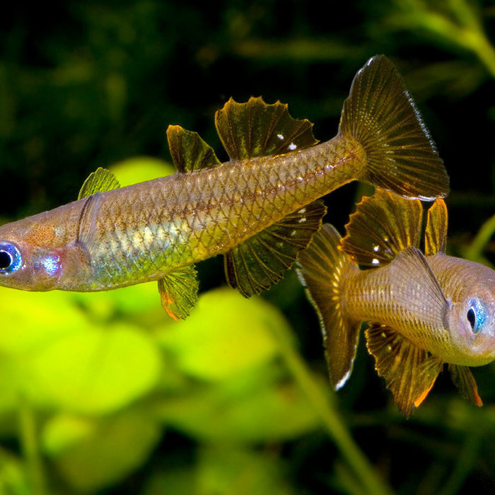 Pseudomugil Tenellus - Delicate Blue-Eye - Aqua Natura
