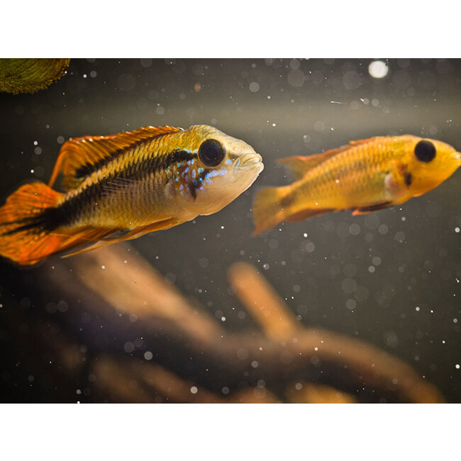 Gele Dwergcichlide - Apistogramma Agassizii - Aqua Natura